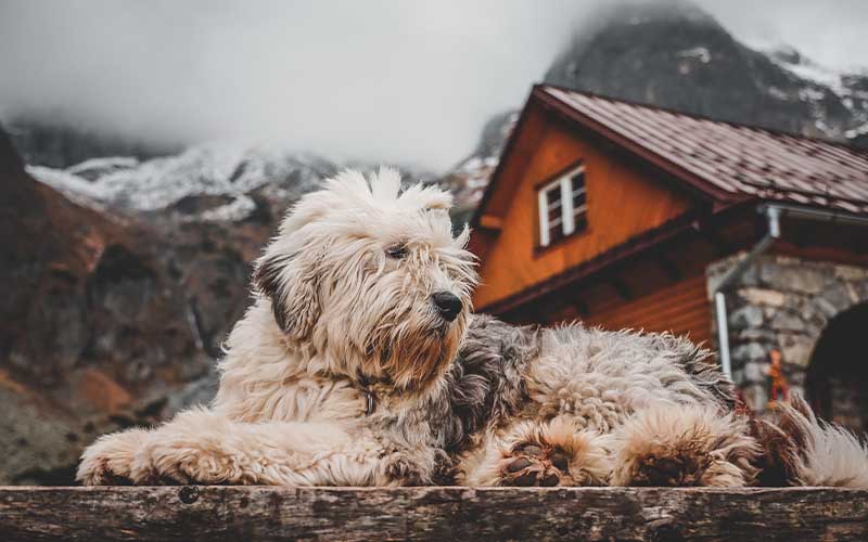 What Is Dog Boarding And How Does It Work 