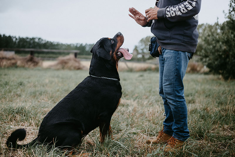 Dog Training Methods And 5 Basic Commands For Your Pup